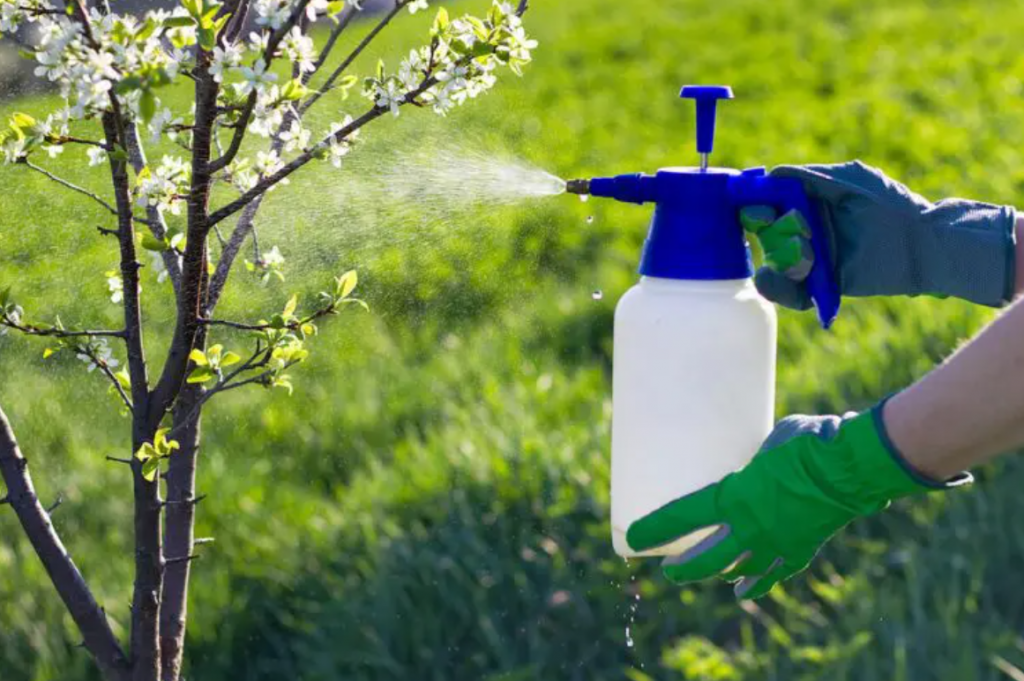 Препарат Брунька: коли використовувати для захисту саду - Kokl.Ua