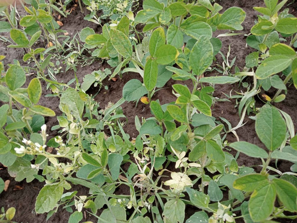 Як вивести Лободу білу: Повний посібник для новачків і профі - Kokl.Ua