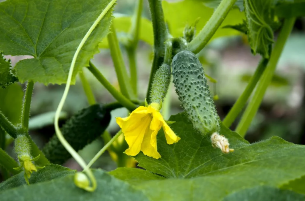 Чим краще підгодувати огірки під час плодоношення: повний гід - Kokl.Ua