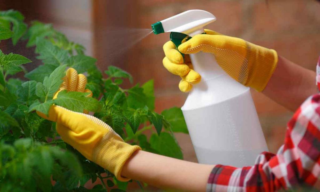 Что дает сыворотка для помидоров: секрет сочного урожая - Kokl.Ua