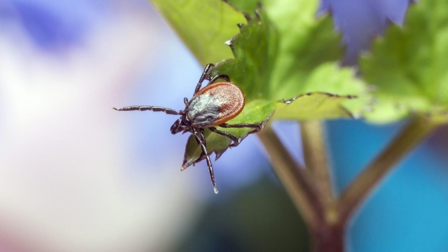 На яких рослинах сидять кліщі: детальний путівник по небезпечних зелених укриттях - Kokl.Ua