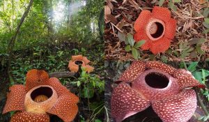 Найбільша квітка в світі: таємниці Рафлезії Арнольда - Kokl.Ua